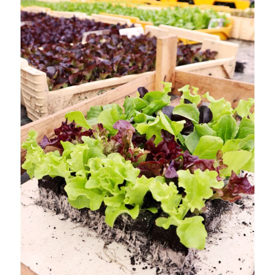 Sla Mix Kopen | 30 Sla Plantjes in 5 Soorten voor een Gevarieerde Oogst