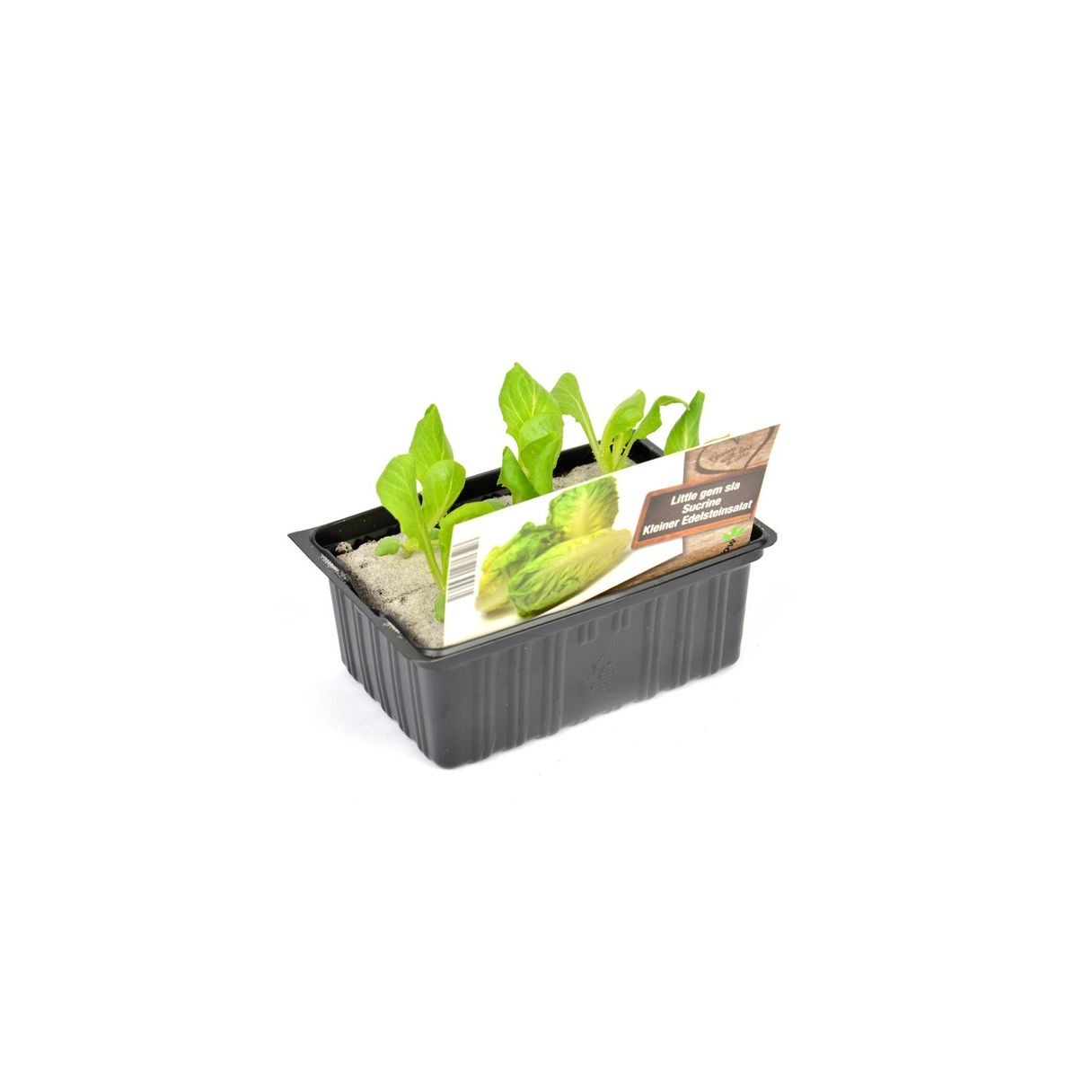 Little Gem sla kopen – Mini Romeinse sla voor de moestuin ...