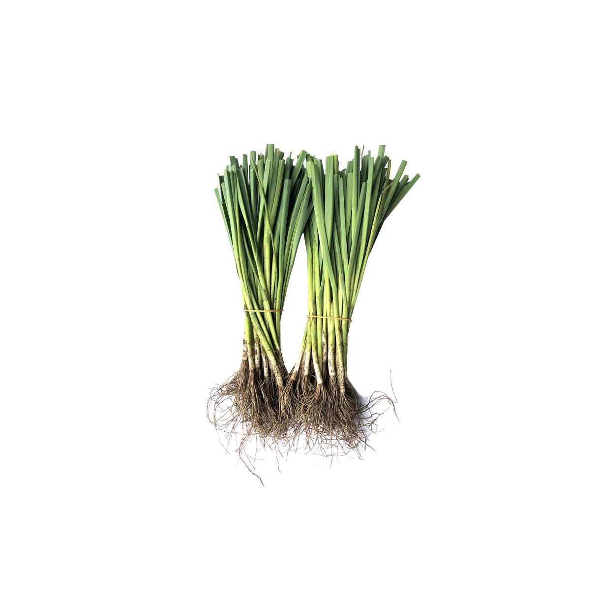 Winterprei Planten Kopen – per 25 planten – Sterk & Winterhard ...