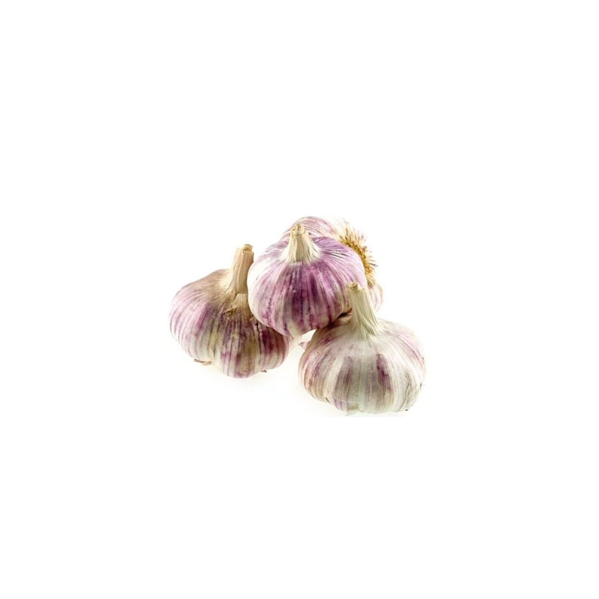 Plantknoflook Morado – 3 bollen kopen | Rode knoflook | Duurzaam ...
