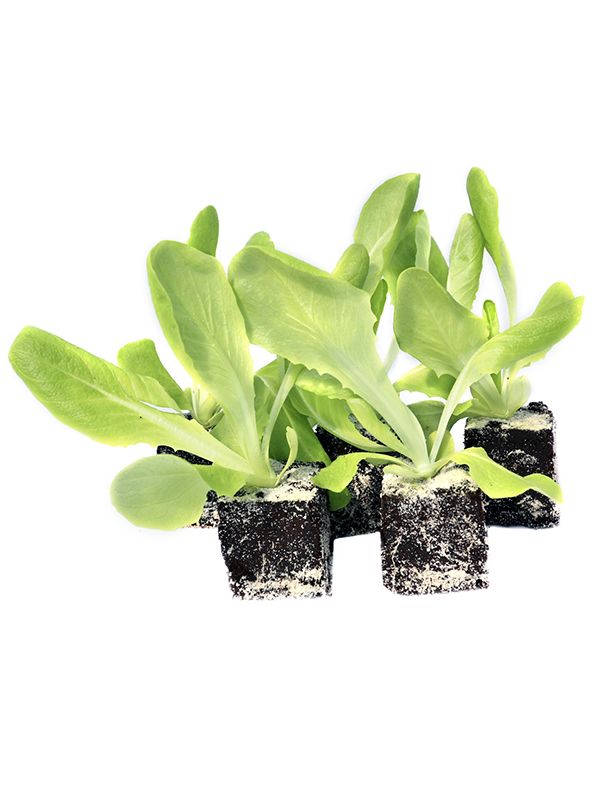 Sla plantjes kopen - kassla planten kopen