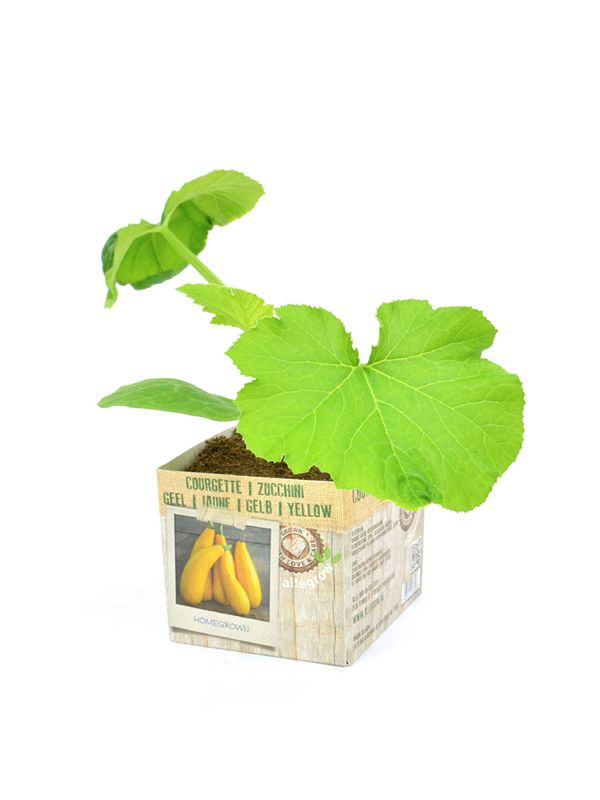 Gele Courgetteplant Kopen – Een Gezonde Moestuinheld | Moestuinenbloem.nl