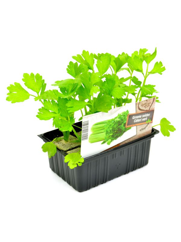 Groene selder kopen – 6 verse plantjes voor uw moestuin ...