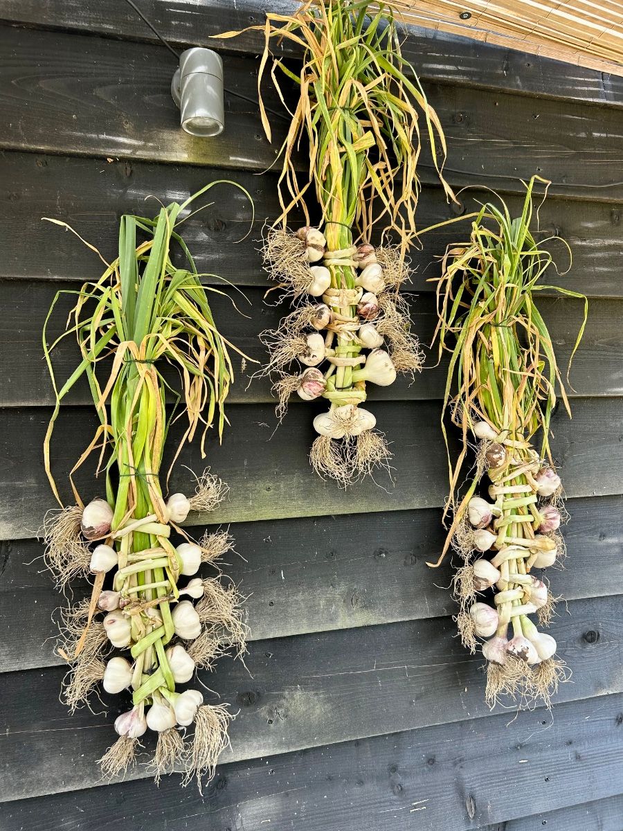 Plantknoflook Precosem - hardneck knoflook - 3 bollen