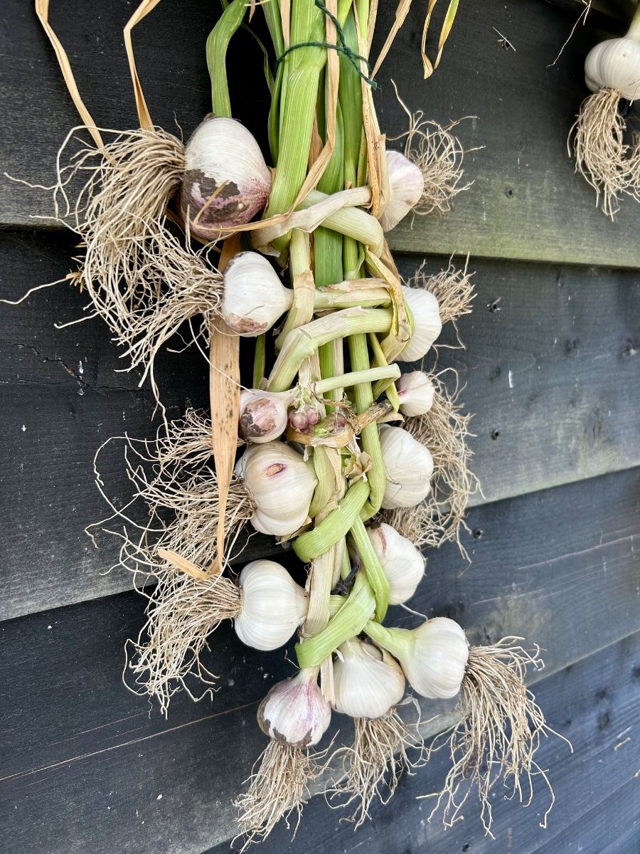 Plantknoflook Precosem - hardneck knoflook - 3 bollen