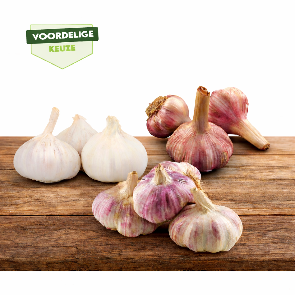 Plantknoflook mix wit, roze en rood – 9 bollen kopen ...