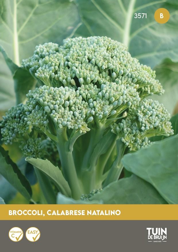 Broccoli Calabrese Natalino zaden kopen | Vroege broccoli voor de ...