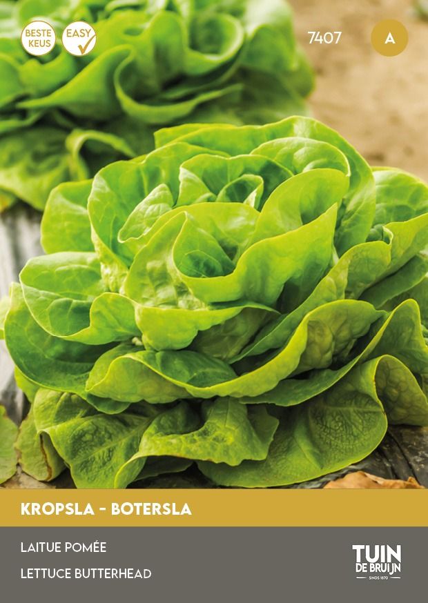 Sla - Botersla zaden - Zeer betrouwbaar ras - geen verzendkosten