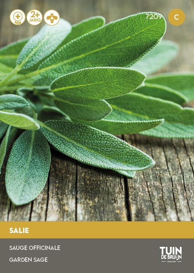 Salie zaden kopen | Salvia officinalis | Keukenkruid voor tuin & pot