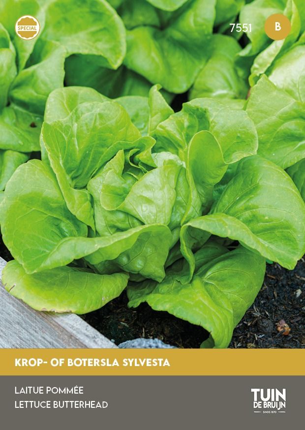 Kropsla Sylvesta Zaden Kopen? | Botersla Kweken