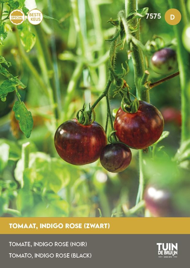 Tomaat Indigo Rose zaden kopen | Paarse tomaat vol antioxidanten