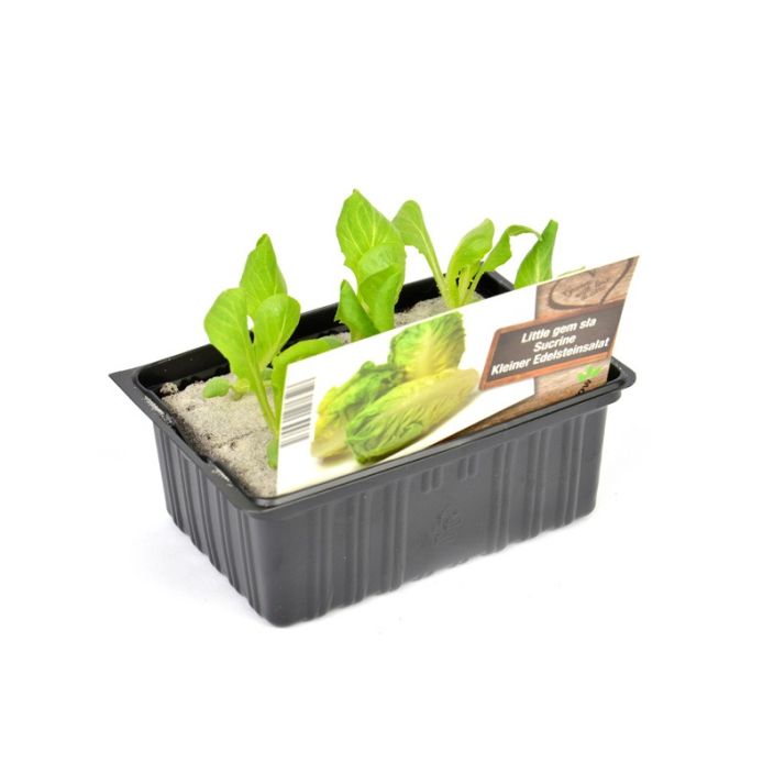 Little Gem sla kopen – Mini Romeinse sla voor de moestuin ...