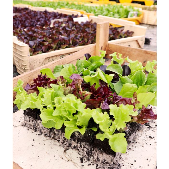 Sla Mix Kopen | 30 Sla Plantjes in 5 Soorten voor een Gevarieerde Oogst