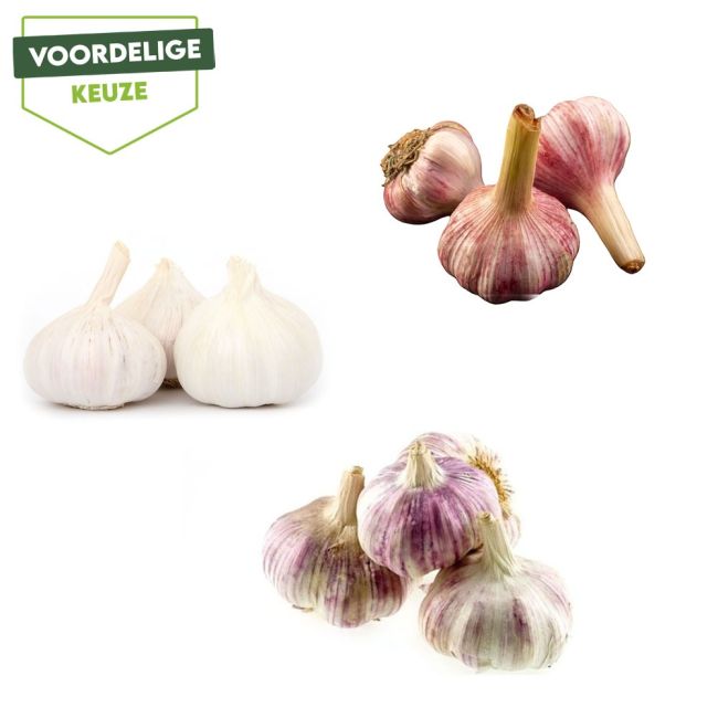 Pootgoed Kopen? Pootaardappelen, Ui & Knoflook