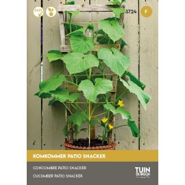 Komkommer Patio Snacker zaden - Ideaal om te telen in grote potten